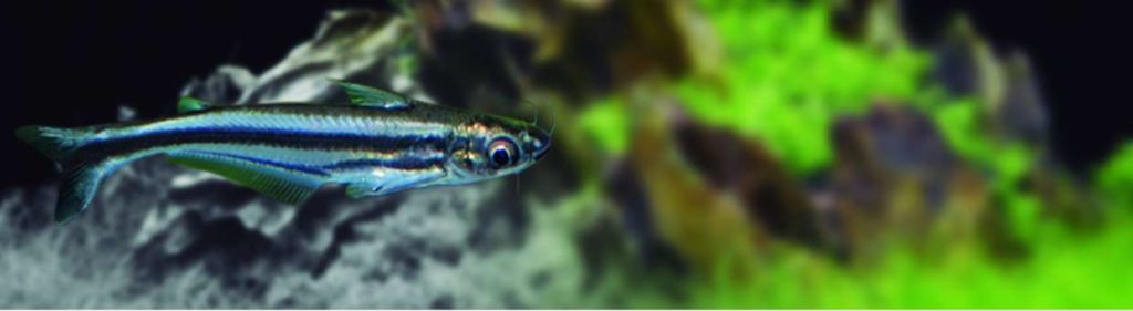 Pez Gato Cristal Moteado | wikiAcuario Pez Gato Cristal Moteado | wikiAcuario